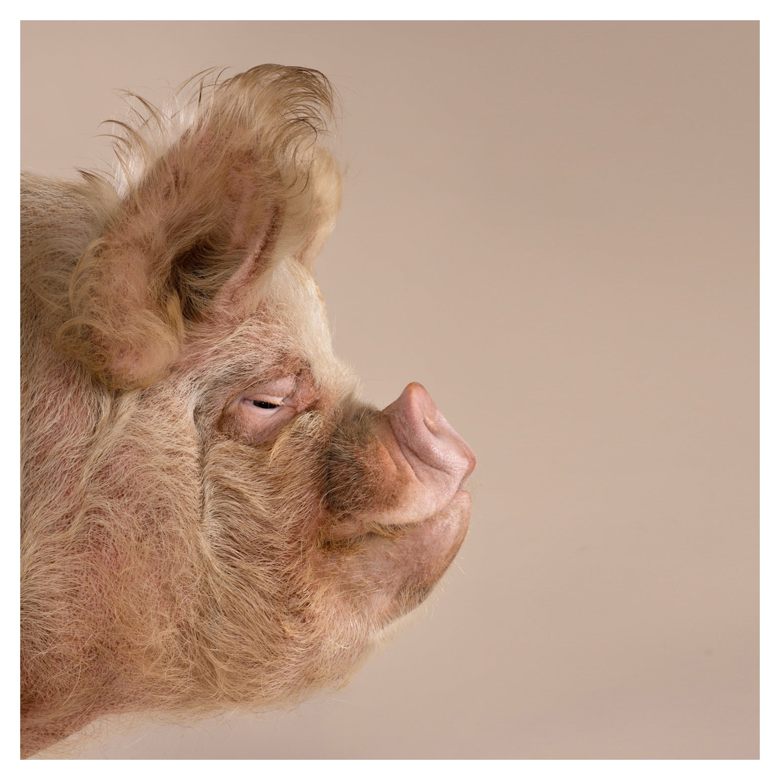 Hoof – Gerrard Gethings